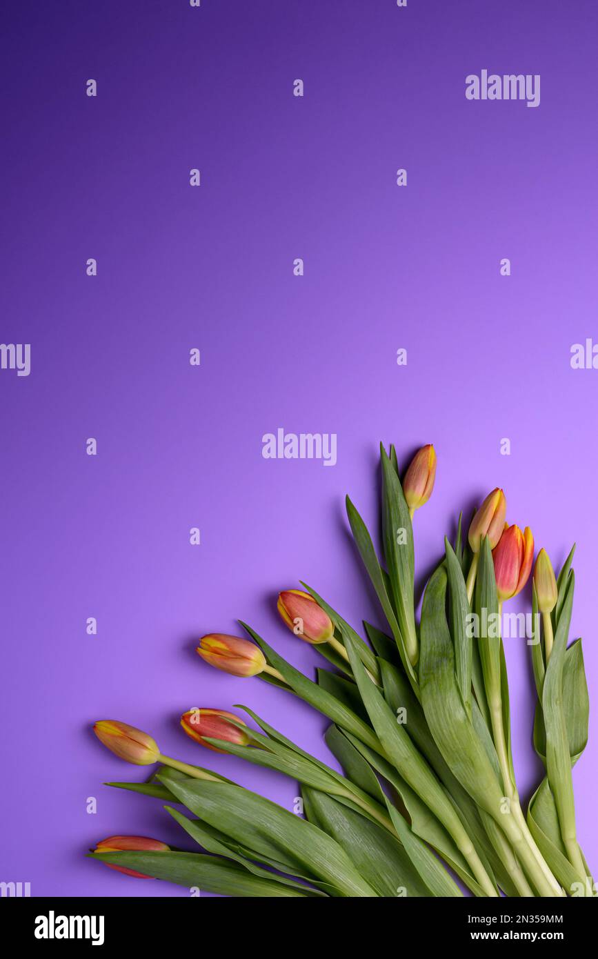 Spring flowers tulips. Beautiful tulips and space for text on purple ...