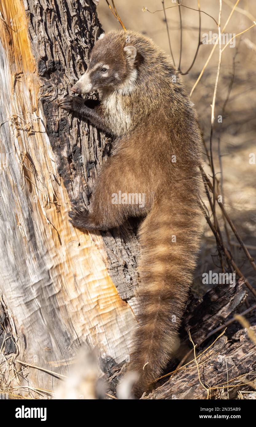 Coatimundi arizona hi-res stock photography and images - Alamy