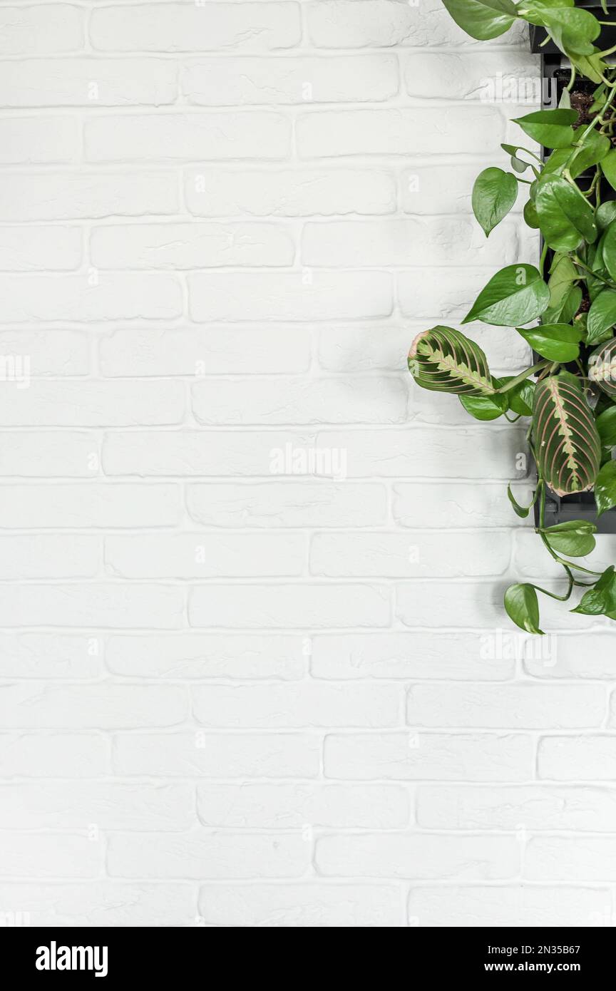 A white brick wall with greenery around the edges. Interior design in ...