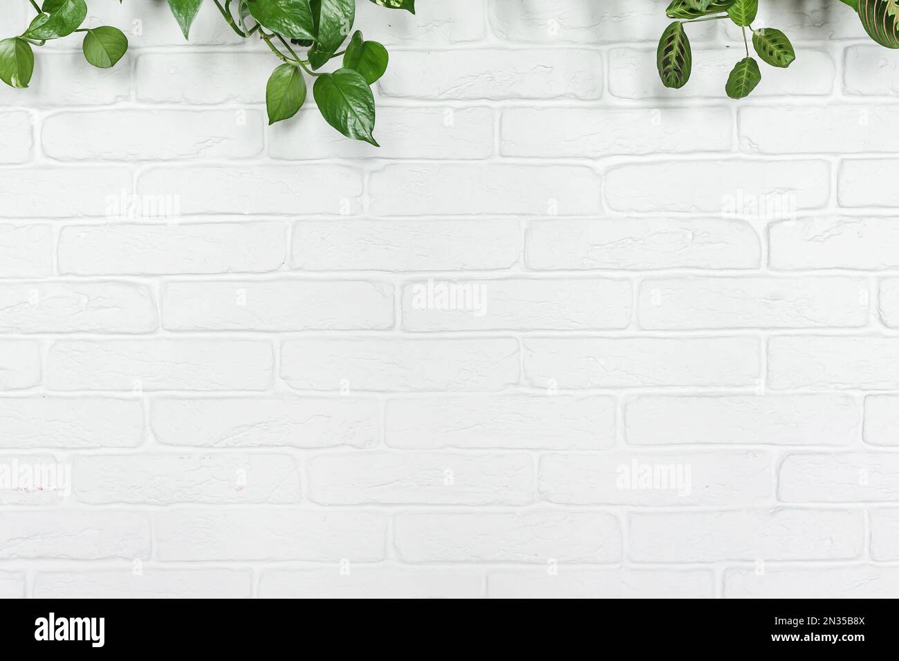 A white brick wall with greenery around the edges. Interior design in ...