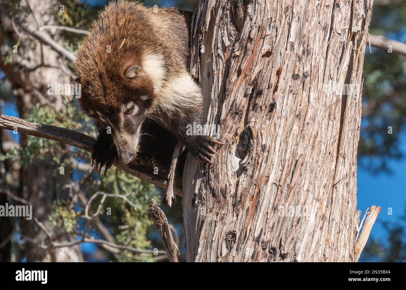Coatimundi arizona hi-res stock photography and images - Alamy