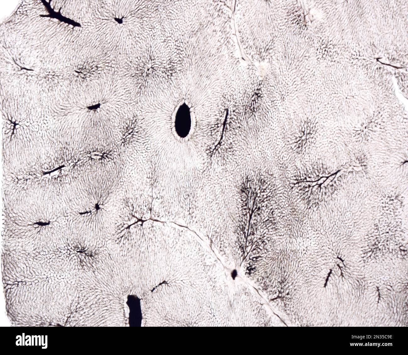 The study of an organ microvasculature usually implies the filling of ...