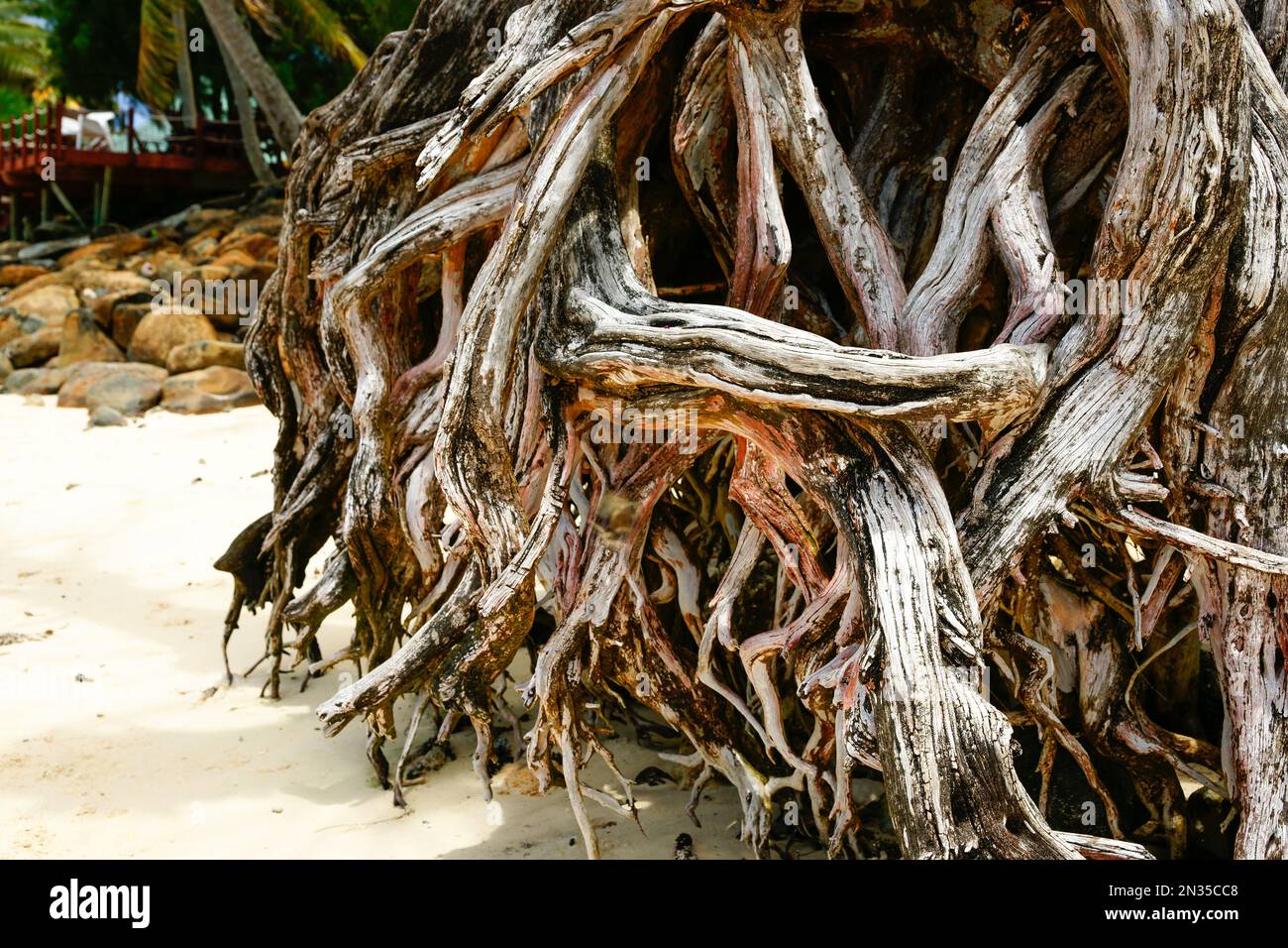 Gnarly old base of tree roots on tropical beach Stock Photo - Alamy