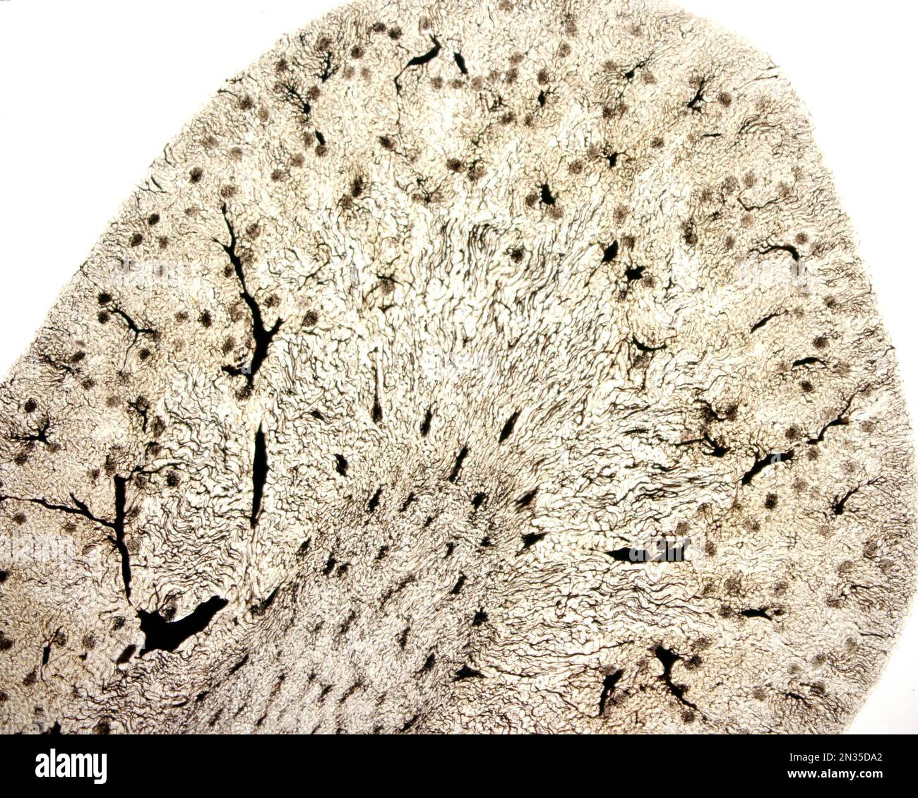 The study of an organ microvasculature usually implies the filling of ...