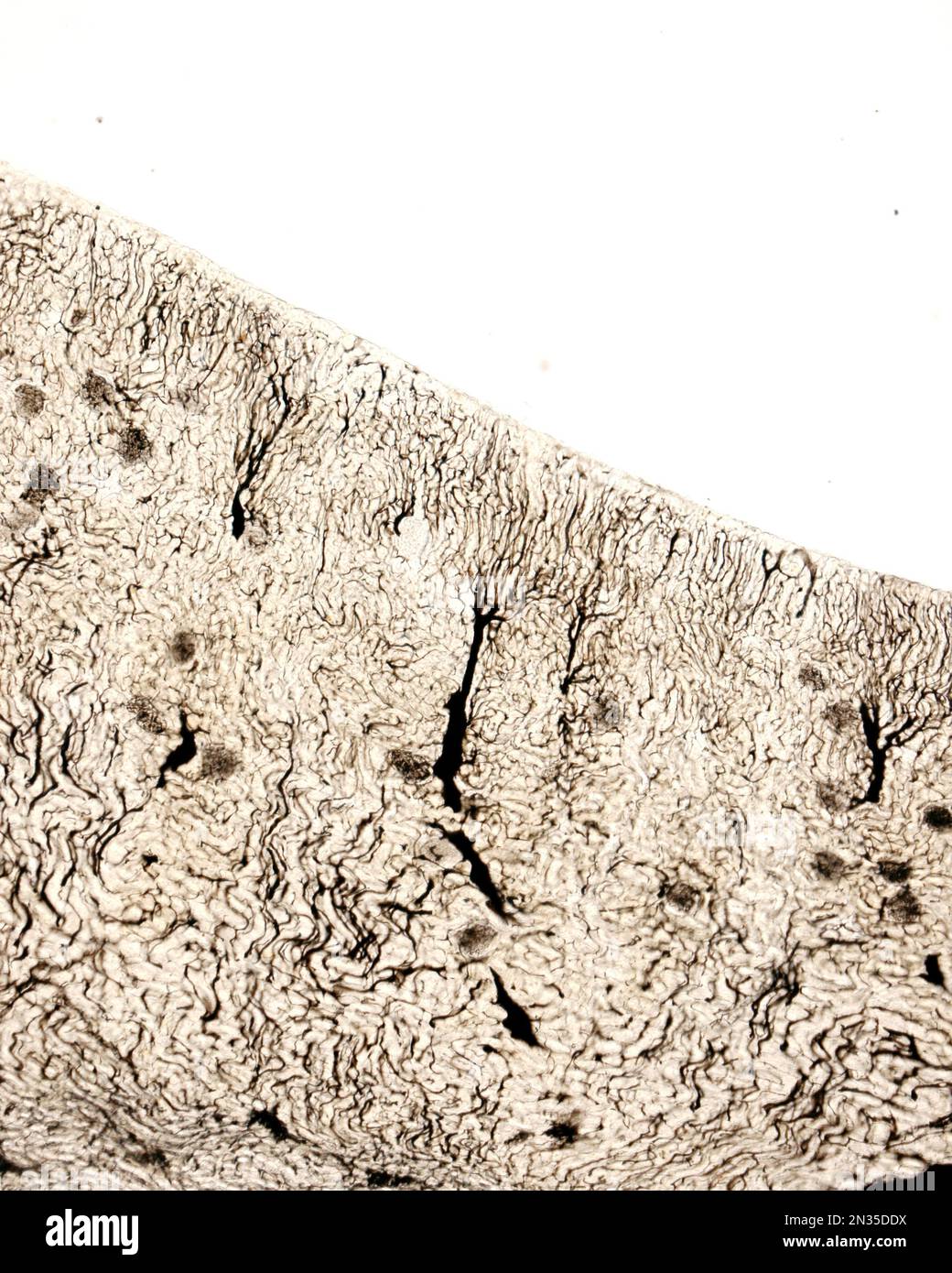 The study of an organ microvasculature usually implies the filling of ...