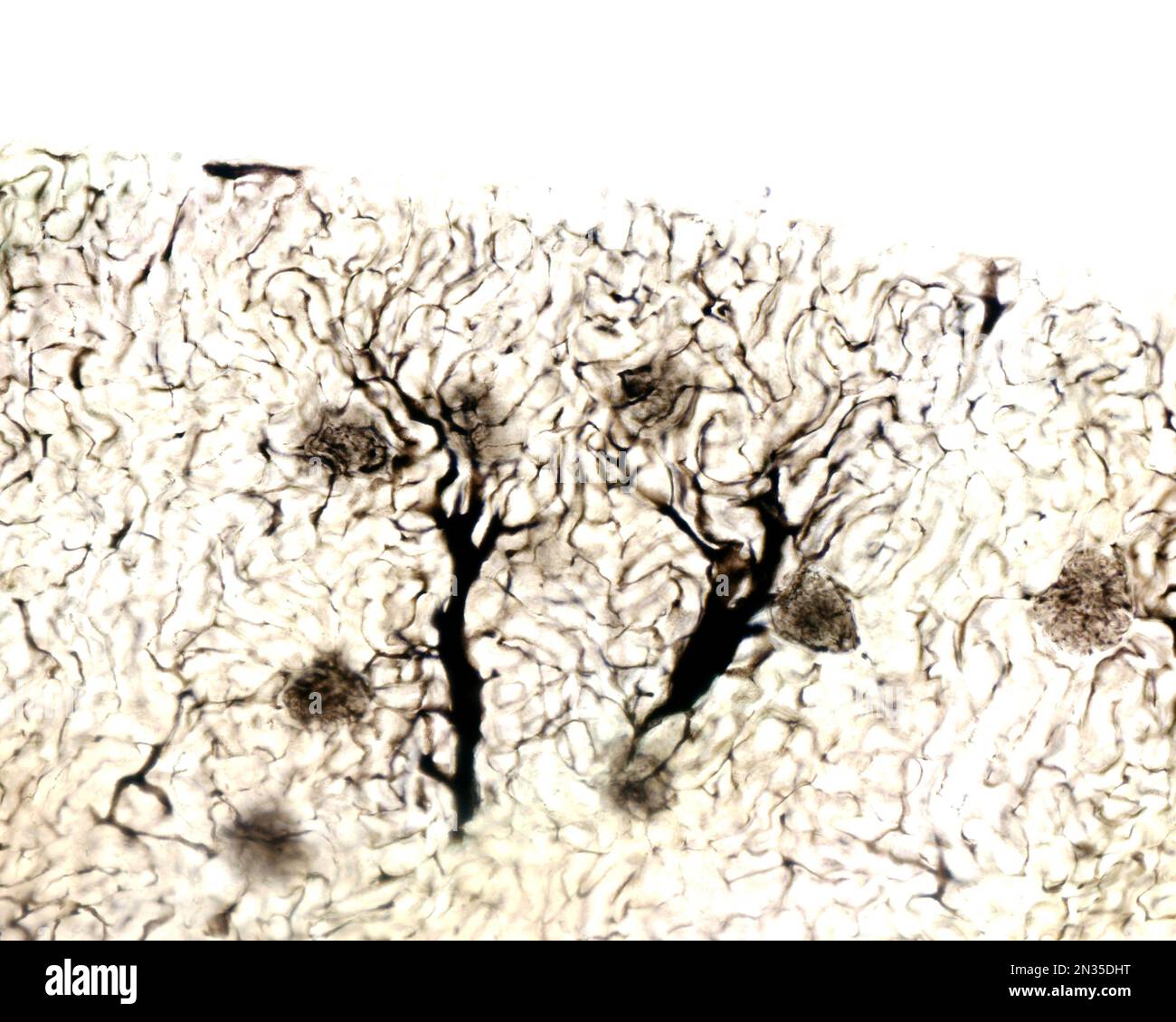 The study of an organ microvasculature usually implies the filling of ...