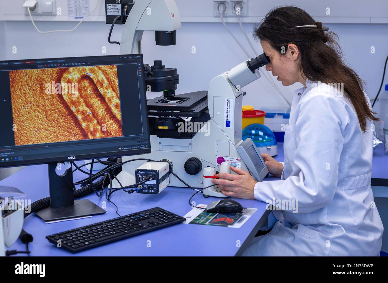 Fallopian tube hi-res stock photography and images - Alamy