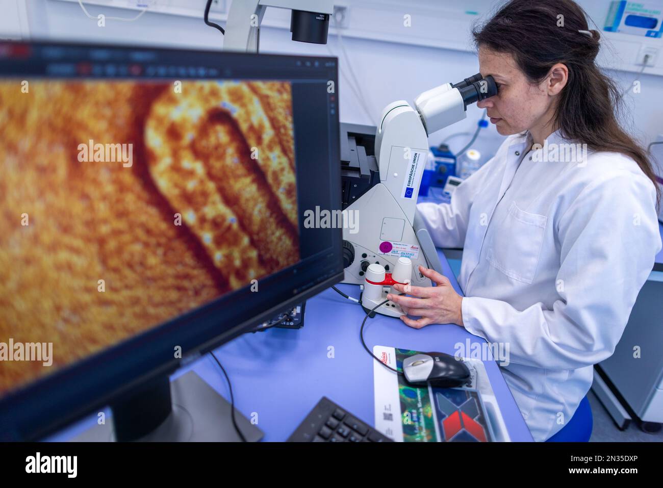 Fallopian tube hi-res stock photography and images - Alamy