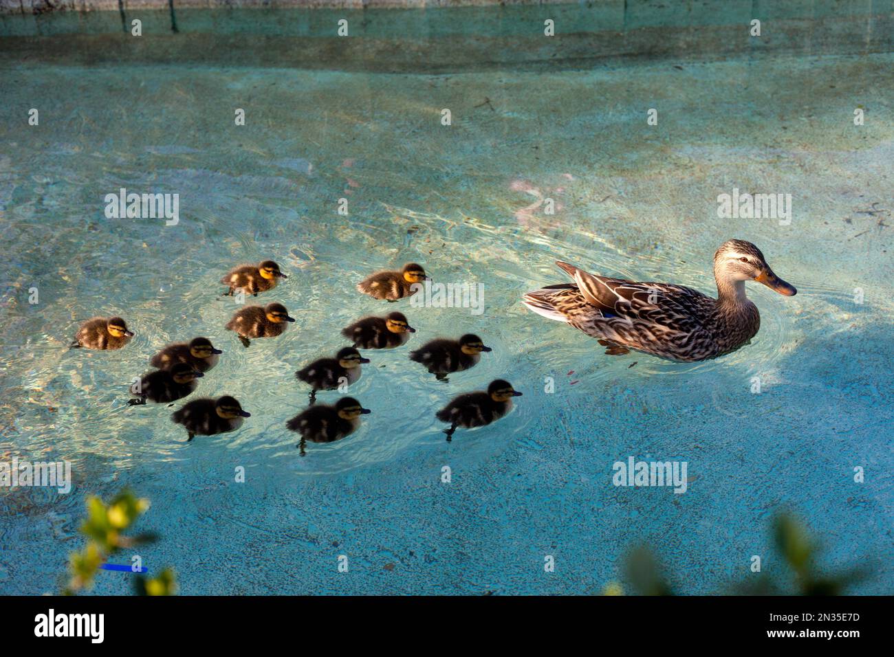 A mother duck with her ducklings following her on a lake in Lisbon Stock Photo - Alamy
