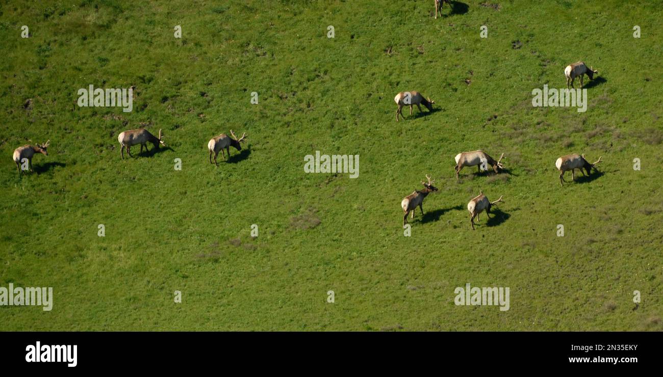 Elk herd aerial hi-res stock photography and images - Alamy