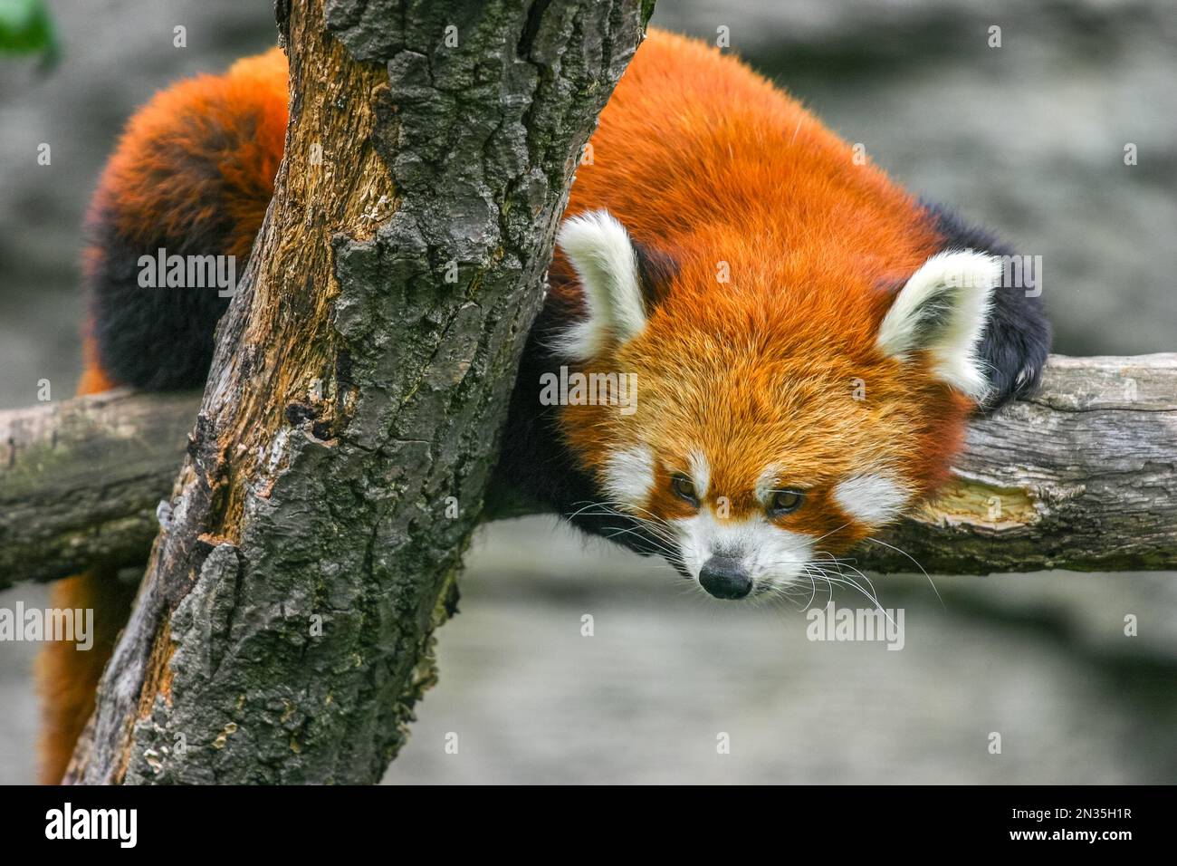 Red panda on a tree branch Stock Photo - Alamy