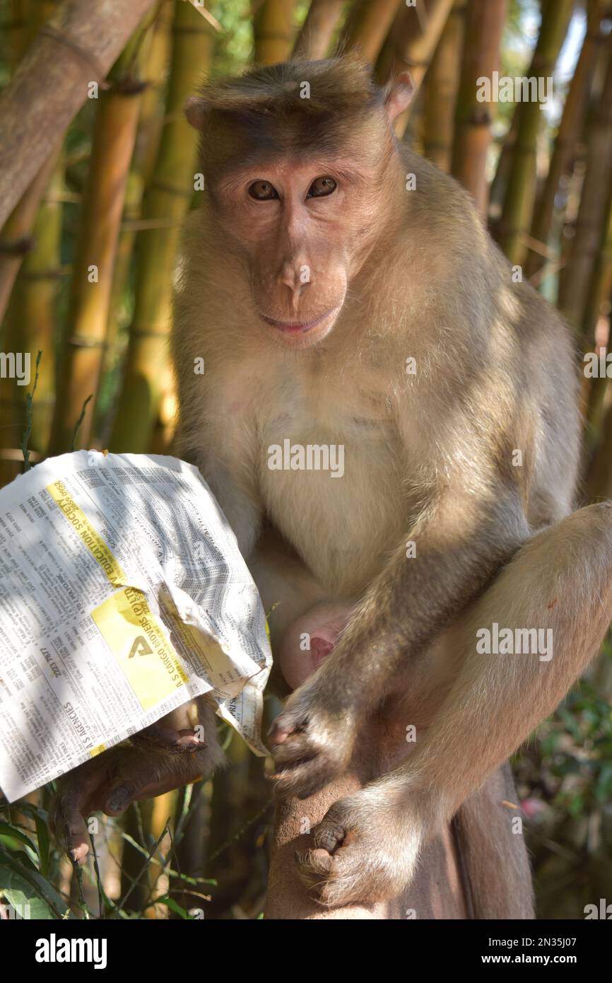 Staring monkey hi-res stock photography and images - Alamy