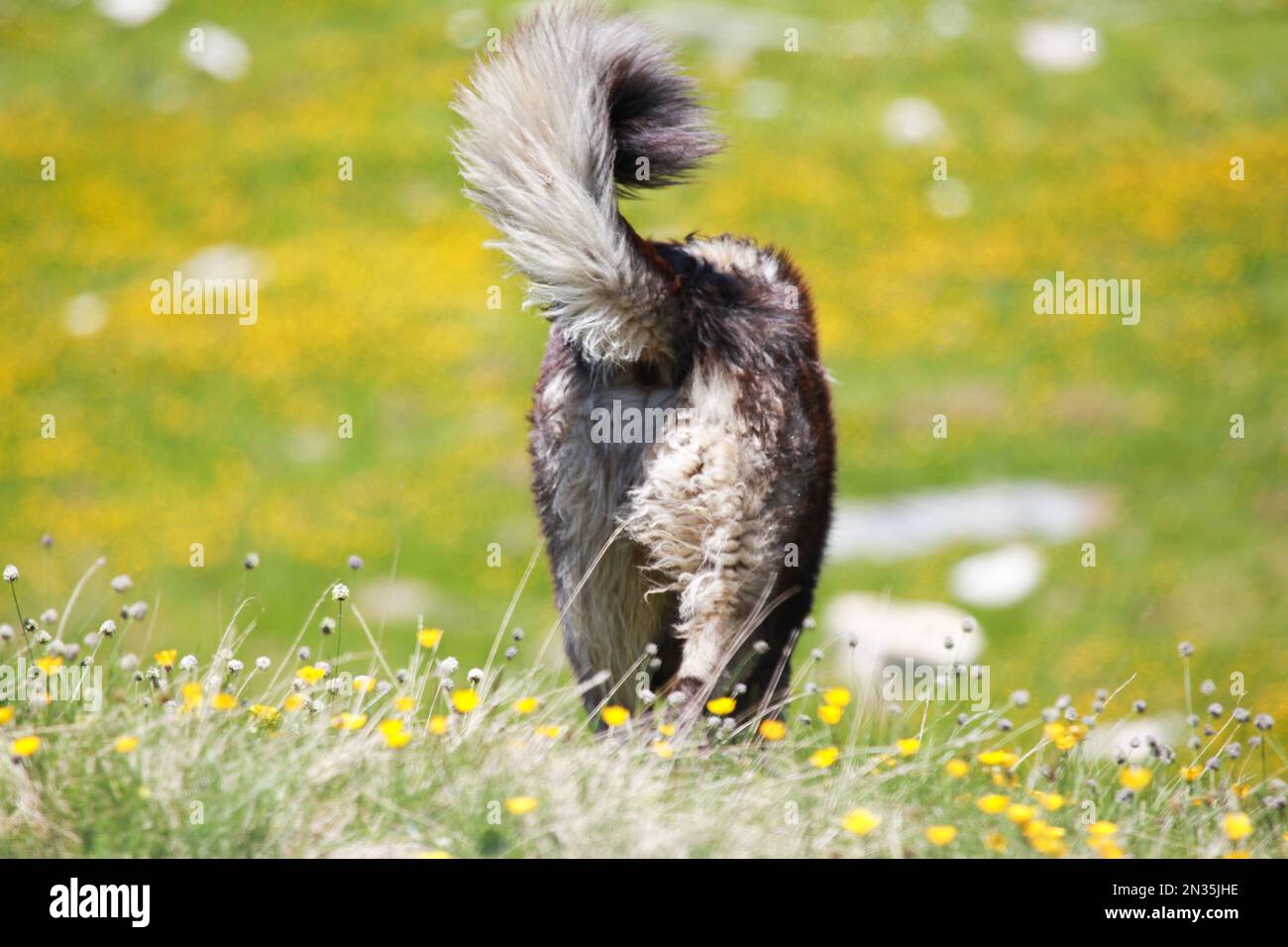 Illyrian sheep Sharri dog in the highlands of Southern Kosovo walking ...
