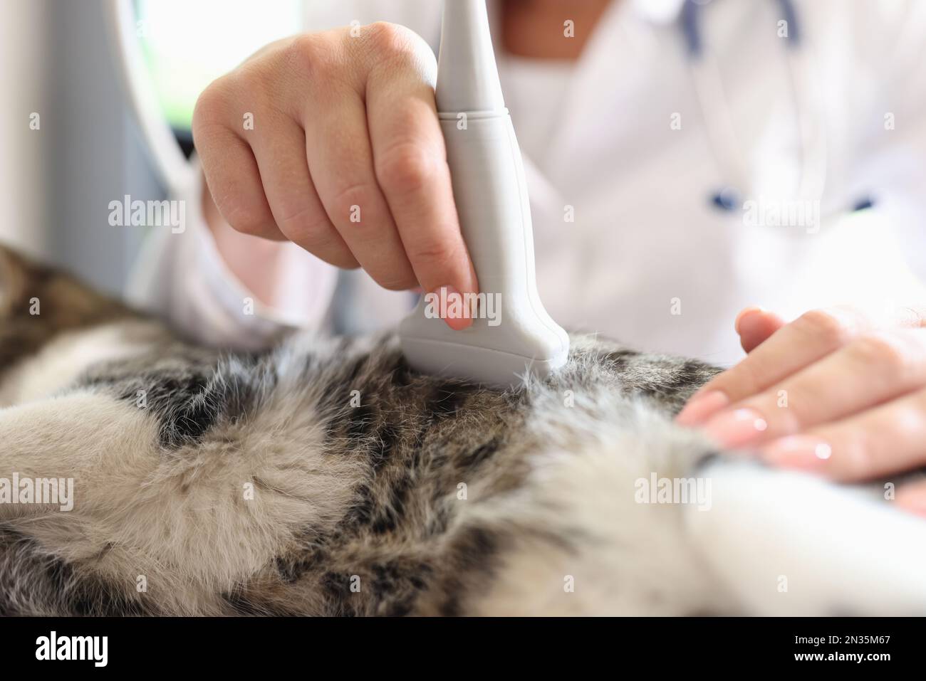 Adult cat having ultrasound scan in vet clinic Stock Photo - Alamy