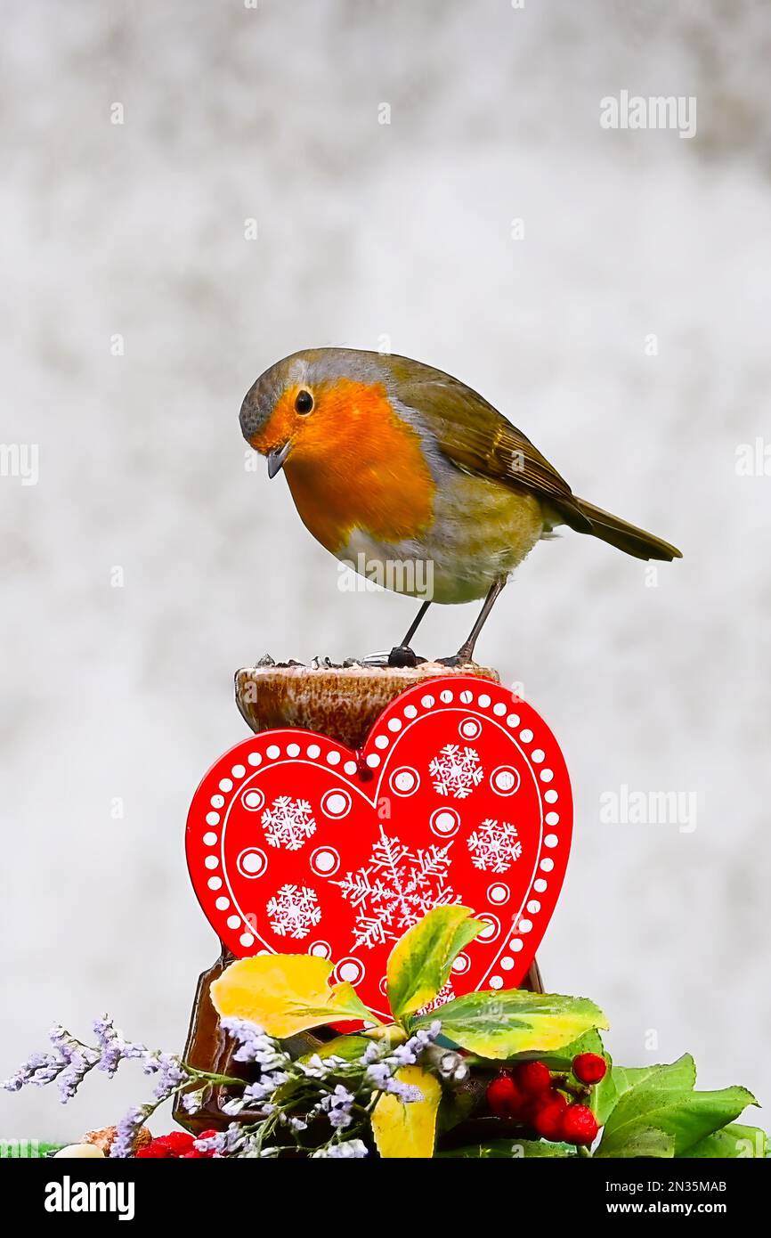 European robin (Erithacus rubecula) on red heart asking question ...