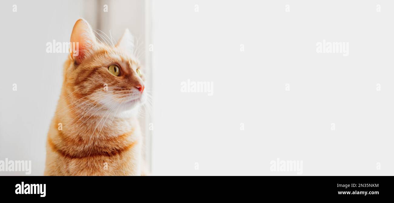 Curious ginger cat sits on window sill. Fluffy pet at home. Domestic ...