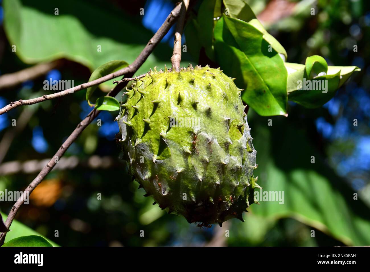 Soursop, Stachelannone, Graviola, Guanábana, Guyabano, Corossol ...