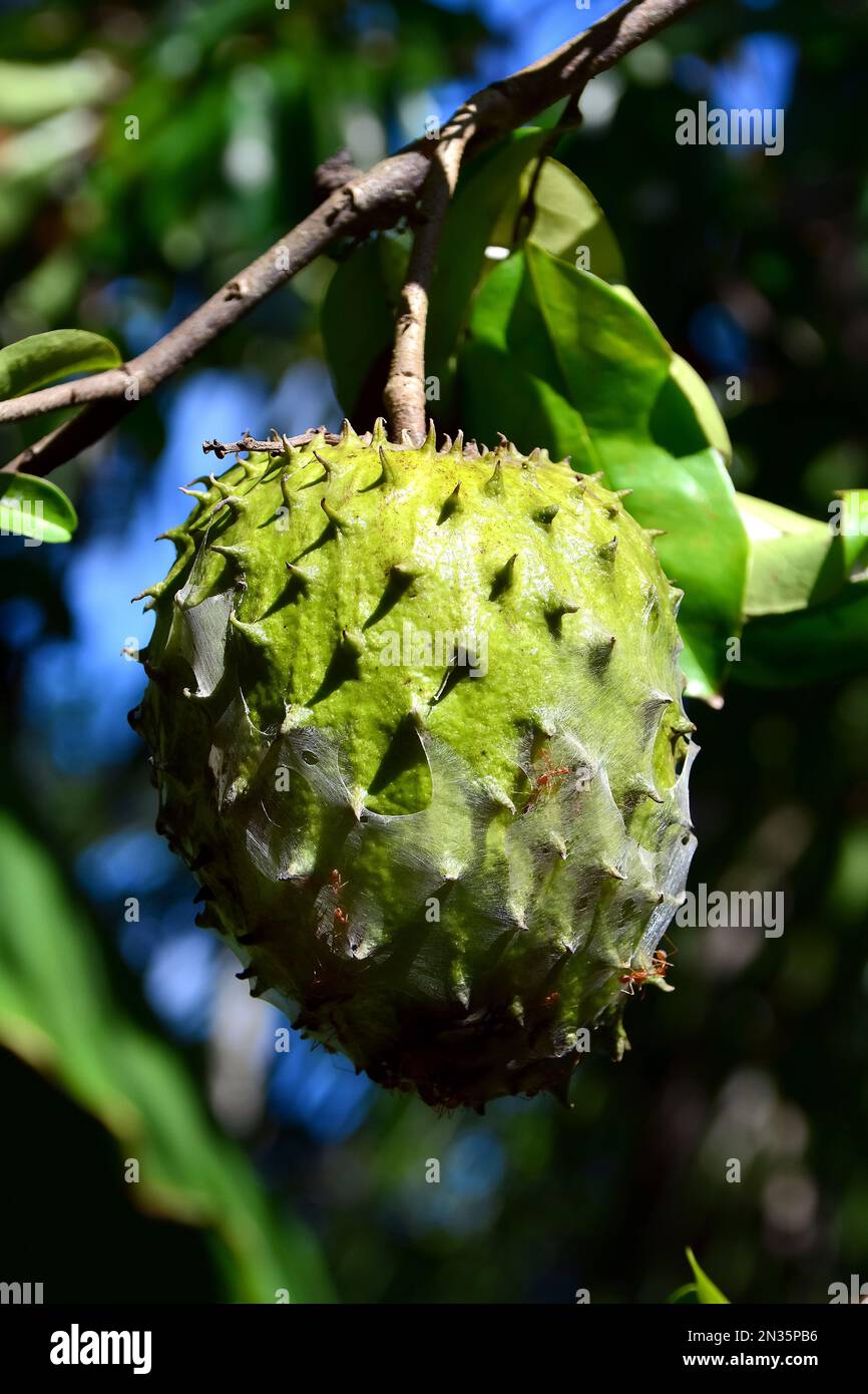 Soursop, Stachelannone, Graviola, Guanábana, Guyabano, Corossol, Corossolier, Annona muricata ...