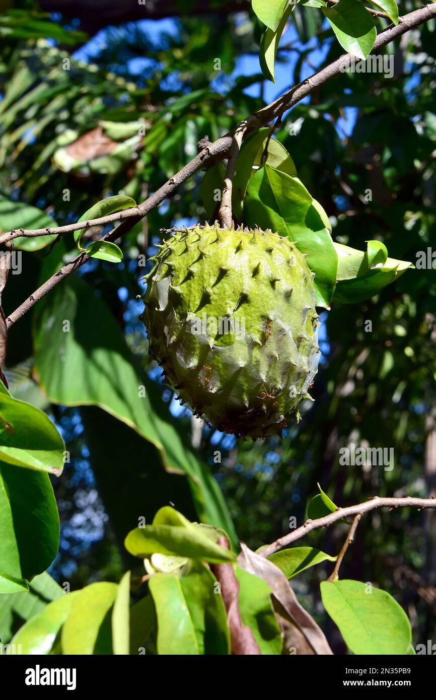 Soursop, Stachelannone, Graviola, Guanábana, Guyabano, Corossol, Corossolier, Annona muricata ...
