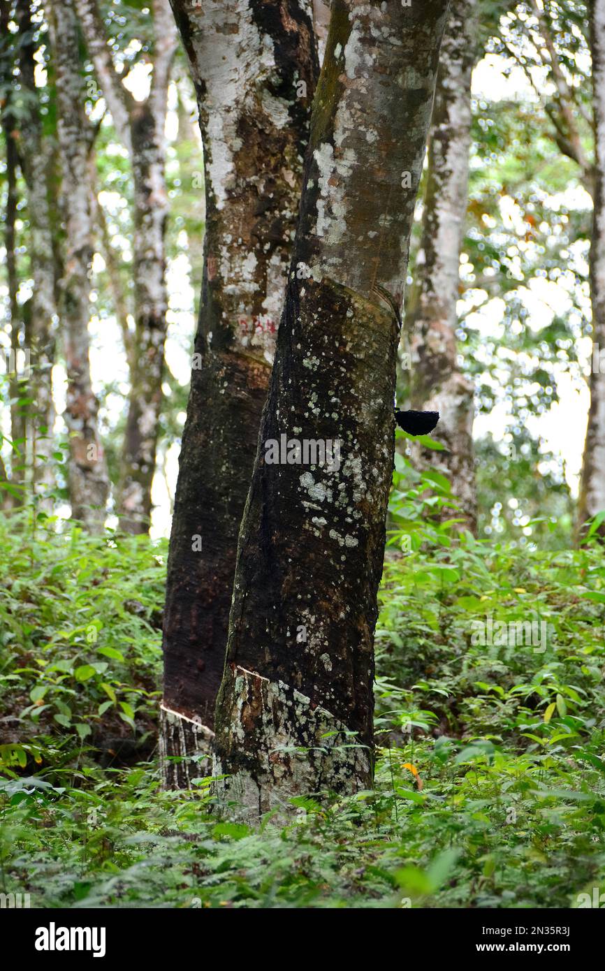 rubber tree, Pará rubber tree, Kautschukbaum, Gummibaum, hévéa, hévéa ...