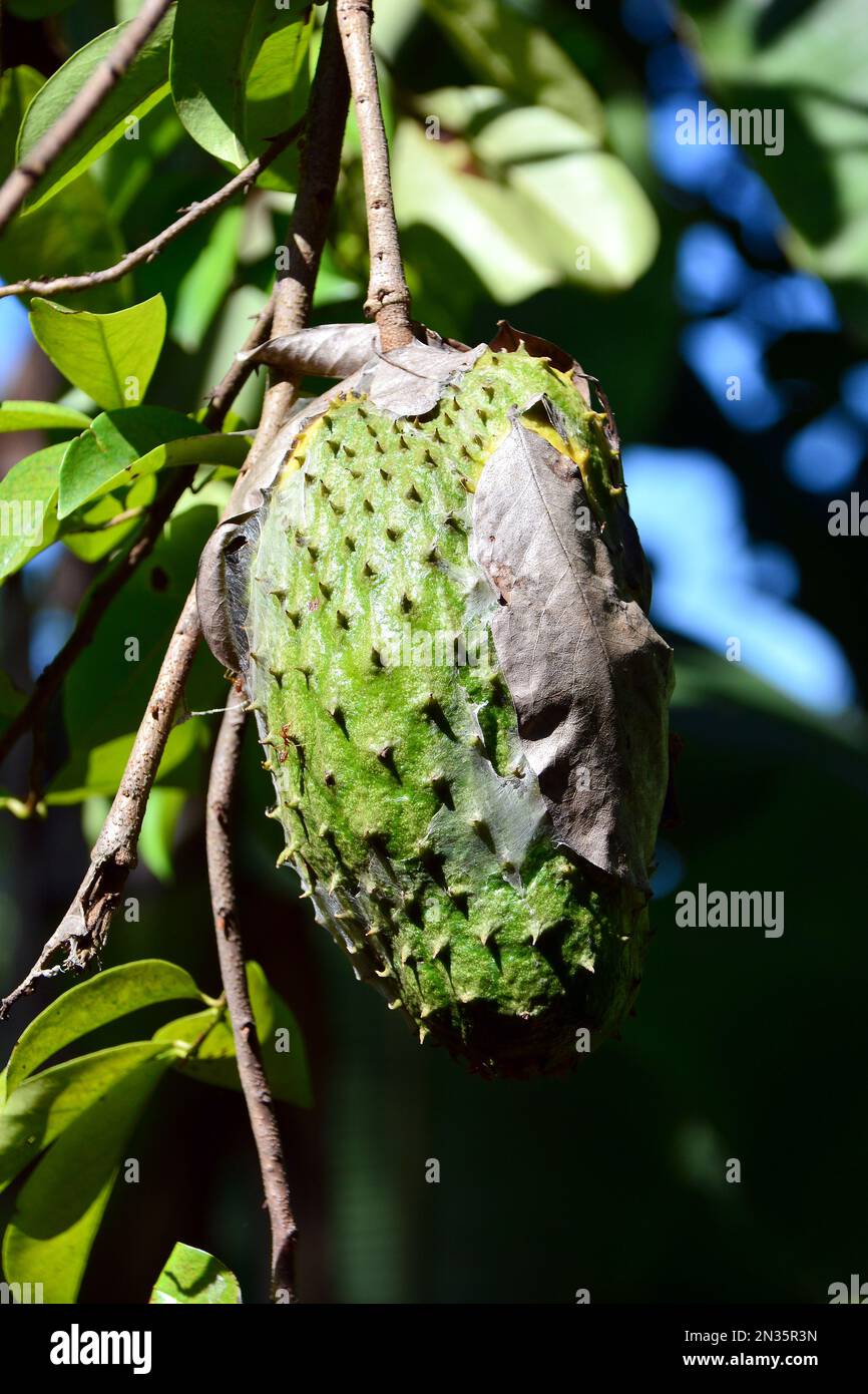 Soursop, Stachelannone, Graviola, Guanábana, Guyabano, Corossol, Corossolier, Annona muricata ...