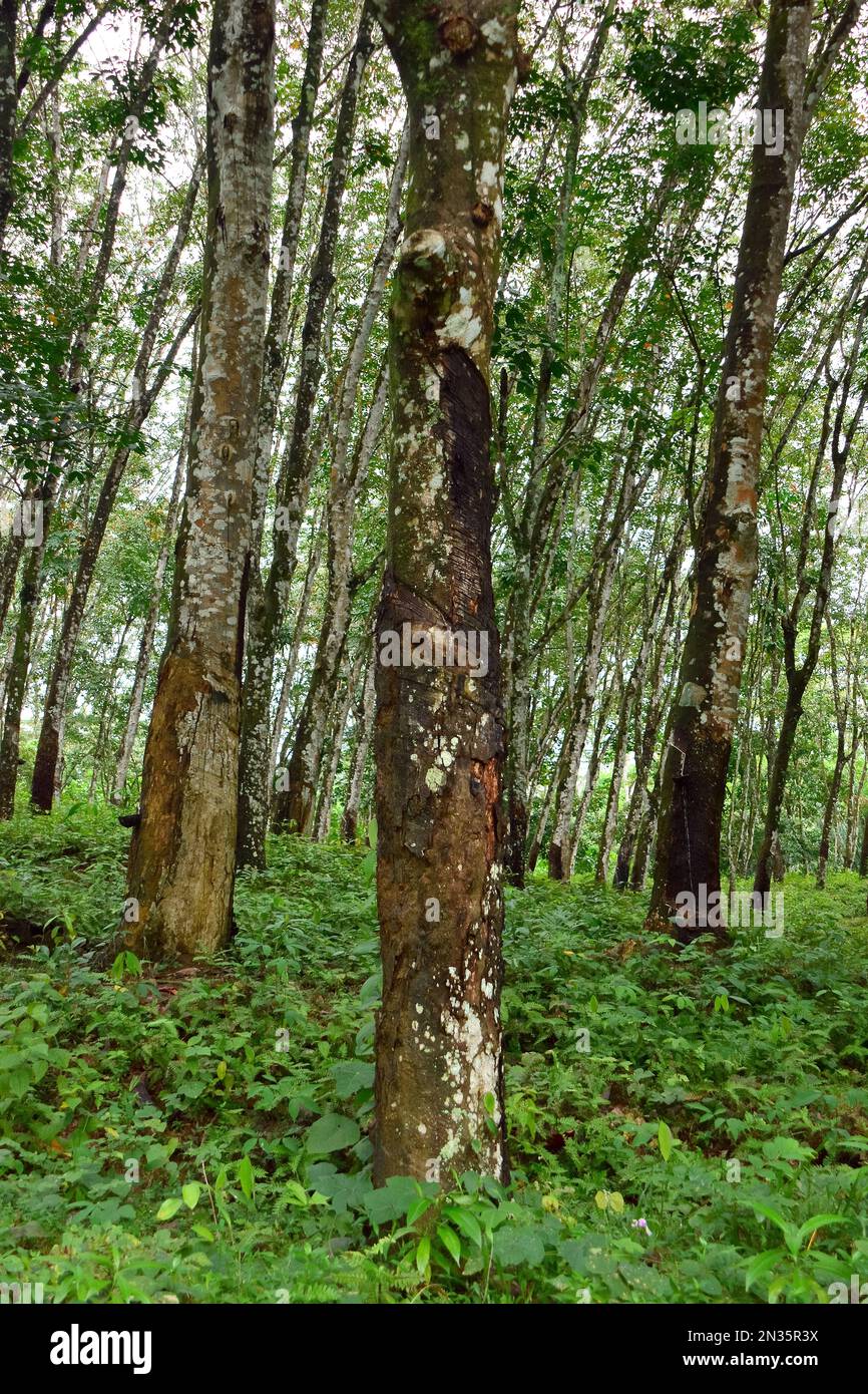 rubber tree, Pará rubber tree, Kautschukbaum, Gummibaum, hévéa, hévéa ...