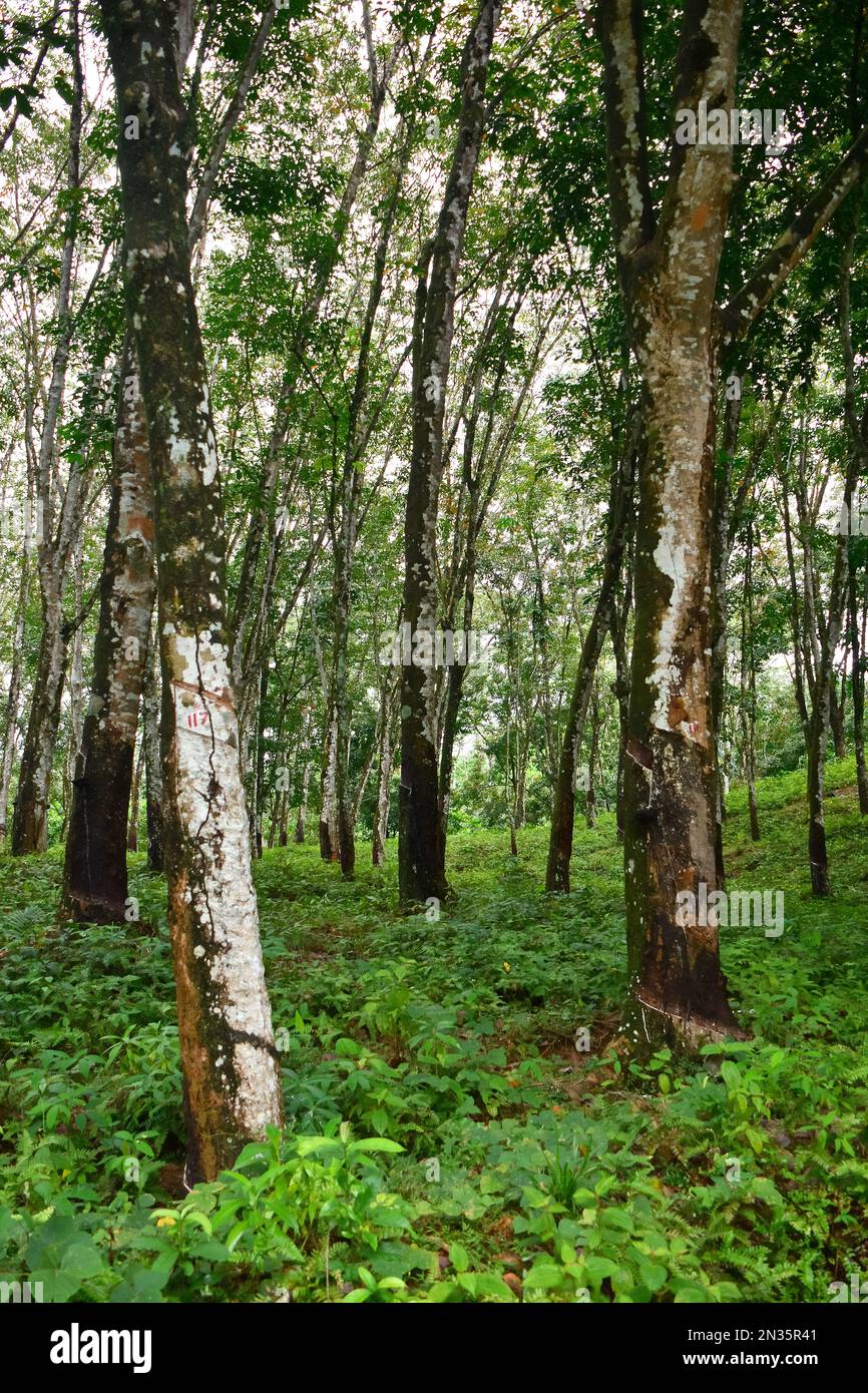 rubber tree, Pará rubber tree, Kautschukbaum, Gummibaum, hévéa, hévéa ...