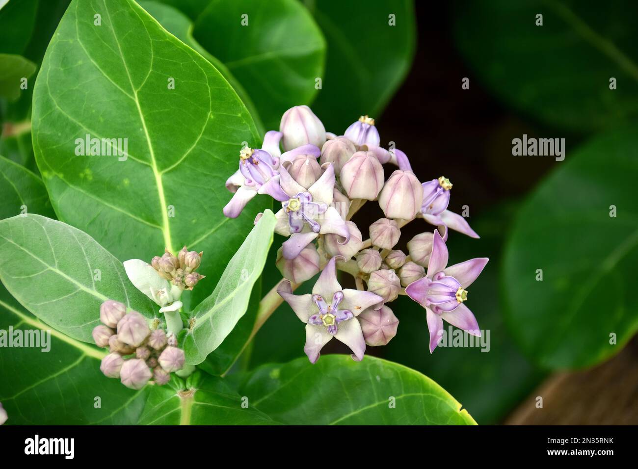 crown flower, Kronenblume, Calotropis gigantea, koronavirág, Srí Lanka ...