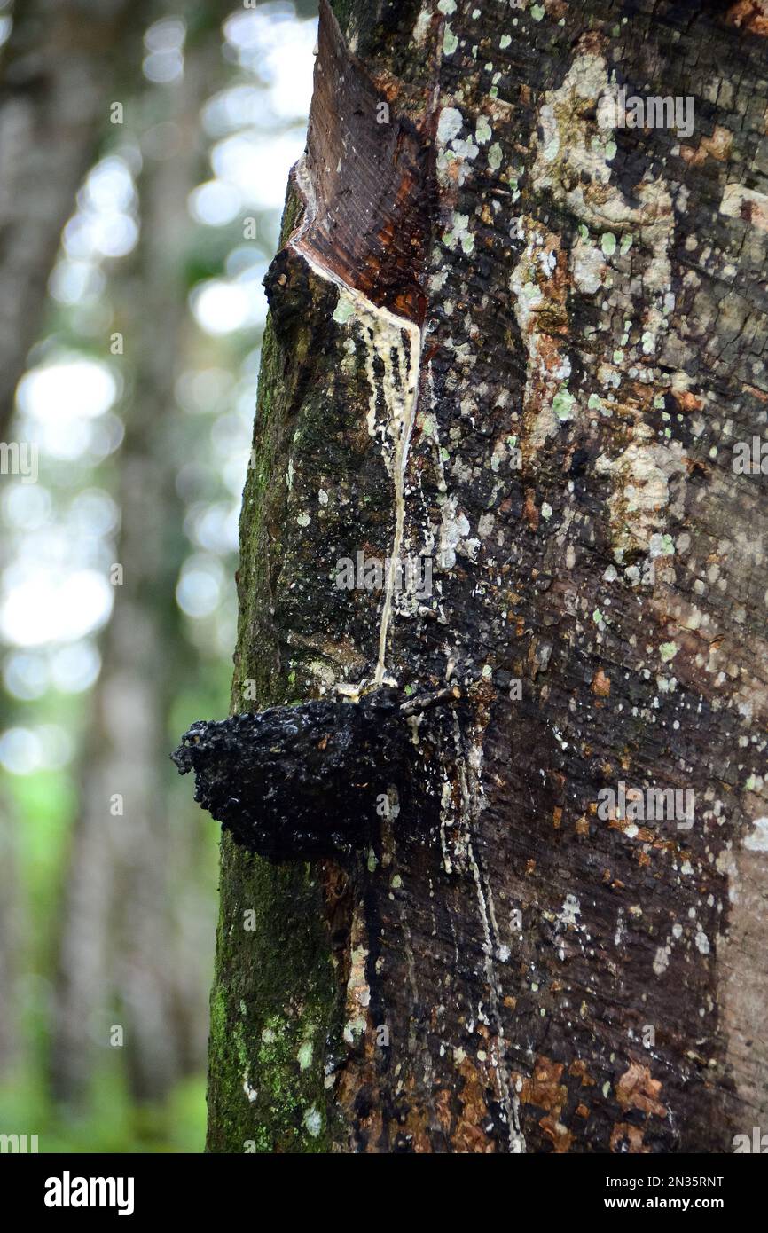rubber tree, Pará rubber tree, Kautschukbaum, Gummibaum, hévéa, hévéa ...