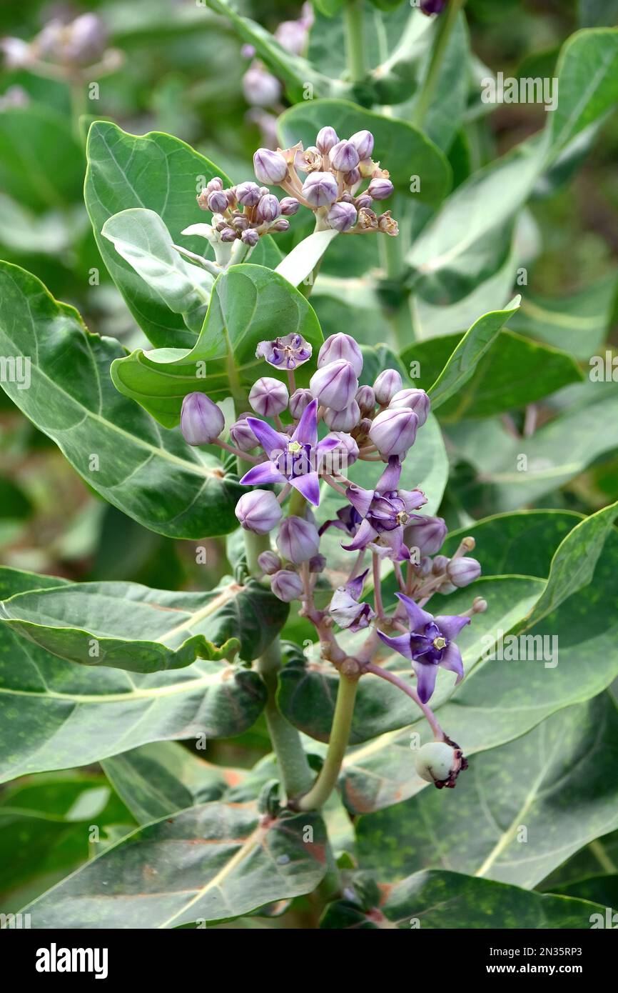 crown flower, Kronenblume, Calotropis gigantea, koronavirág, Srí Lanka ...