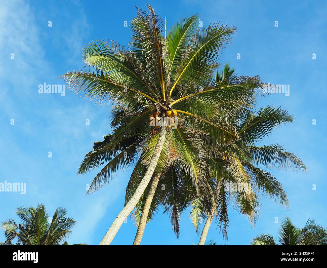 coconut tree, coconut palm, Kokospalme, Kokosnusspalme, Kokosnuss ...