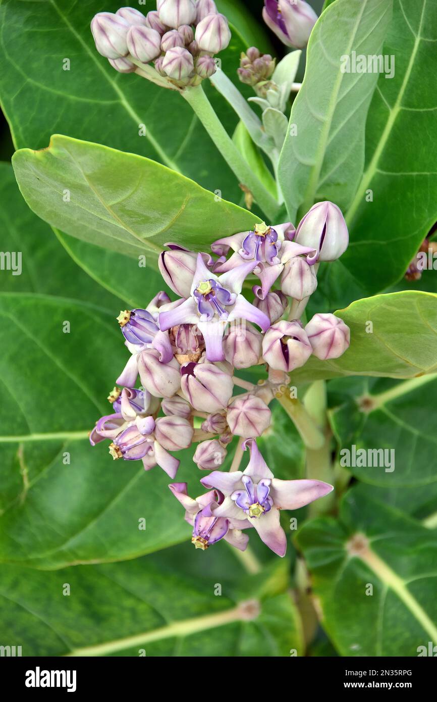 crown flower, Kronenblume, Calotropis gigantea, koronavirág, Srí Lanka ...