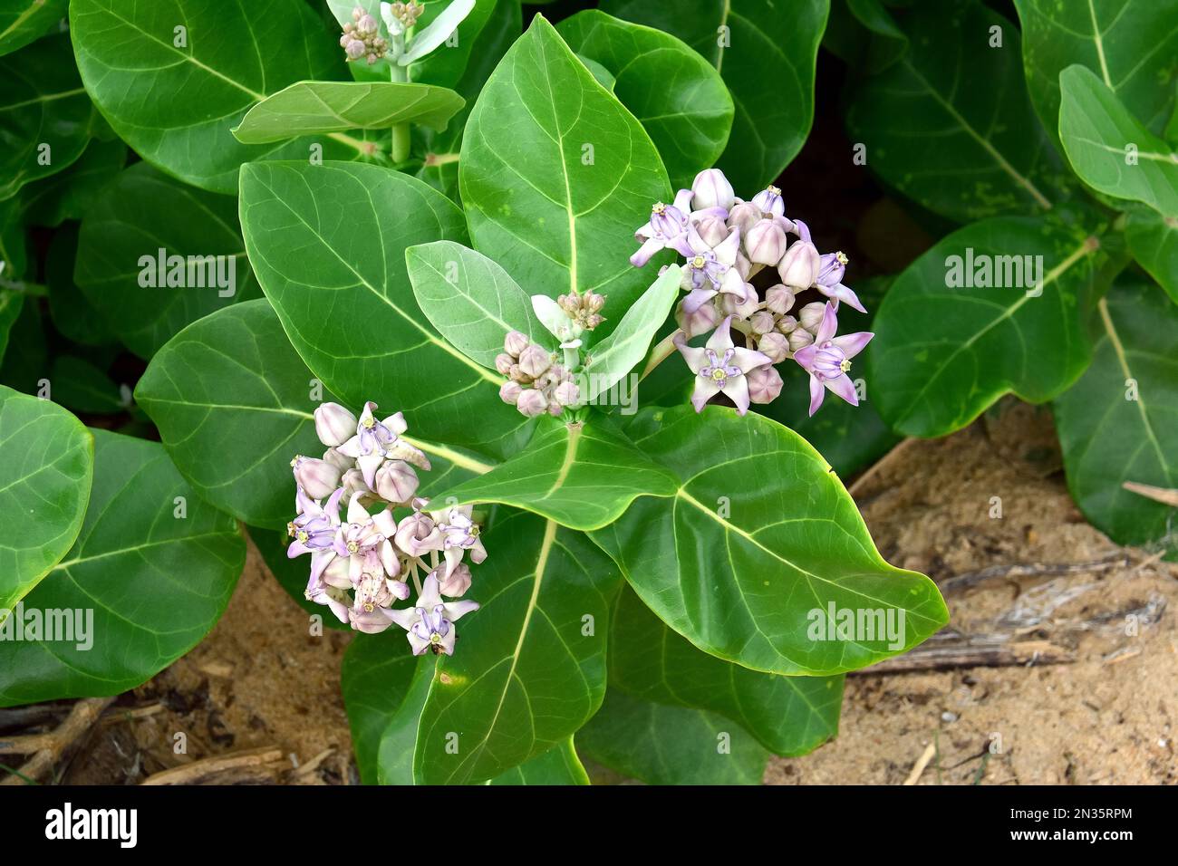 crown flower, Kronenblume, Calotropis gigantea, koronavirág, Srí Lanka ...