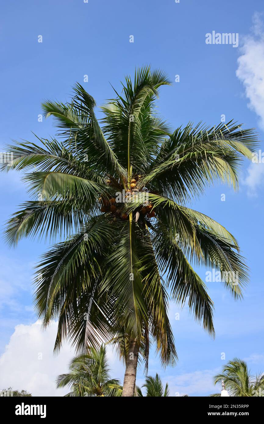 coconut tree, coconut palm, Kokospalme, Kokosnusspalme, Kokosnuss ...
