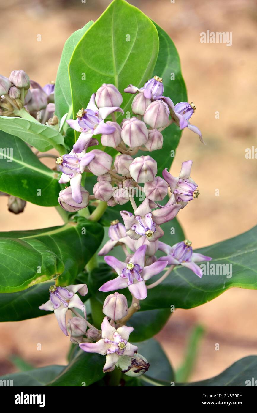 crown flower, Kronenblume, Calotropis gigantea, koronavirág, Srí Lanka ...