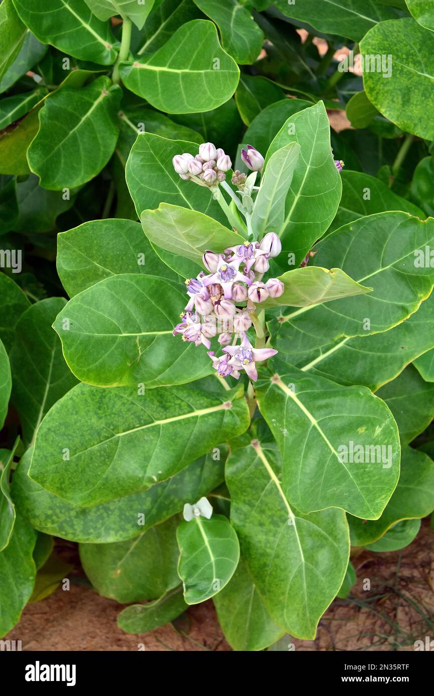 crown flower, Kronenblume, Calotropis gigantea, koronavirág, Srí Lanka ...