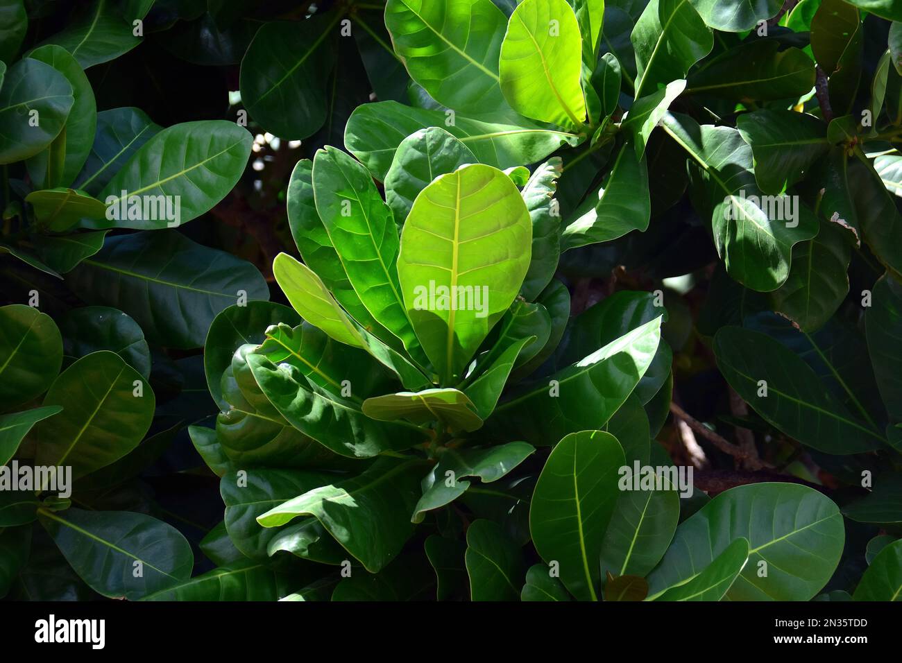 fish poison tree, putat, sea poison tree, Barringtonia, Srí Lanka, Asia ...