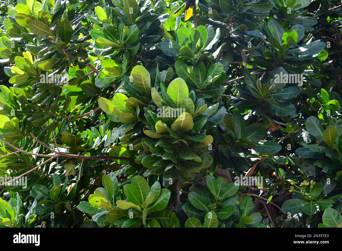 fish poison tree, putat, sea poison tree, Barringtonia, Srí Lanka, Asia ...