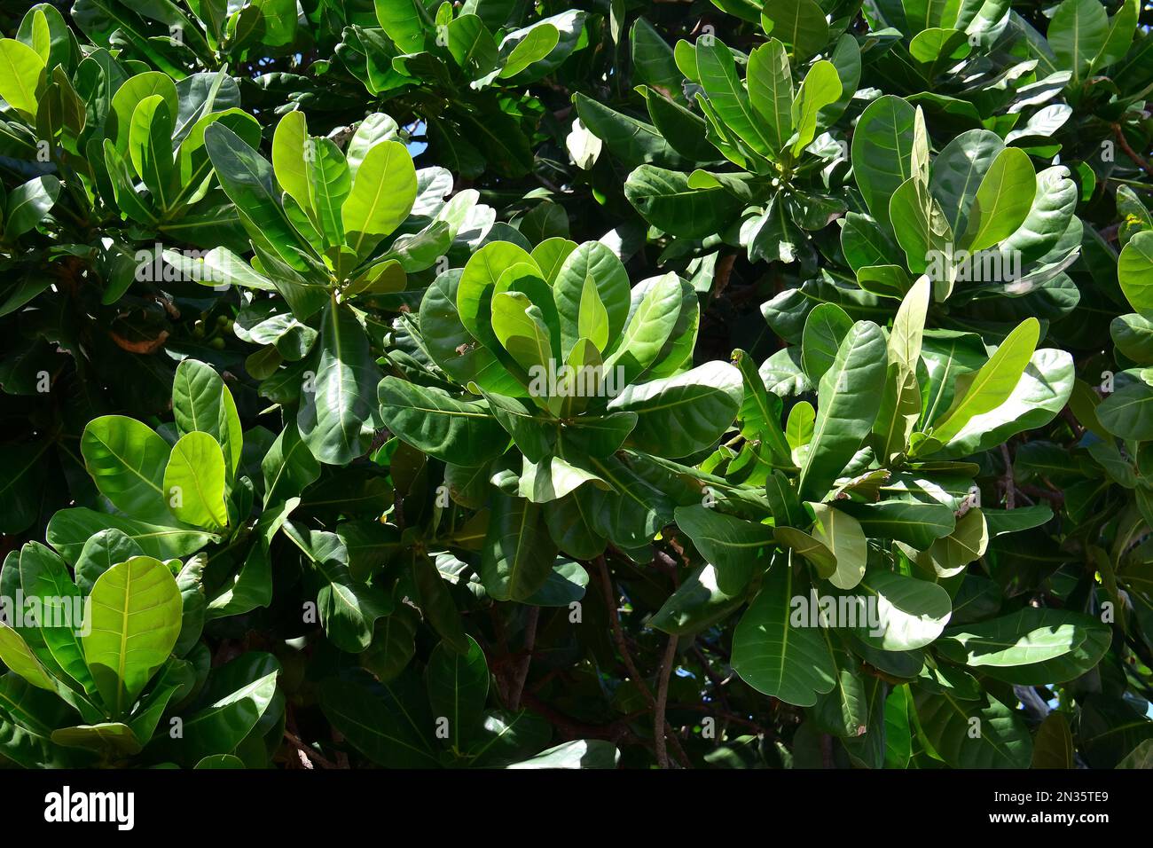 fish poison tree, putat, sea poison tree, Barringtonia, Srí Lanka, Asia ...