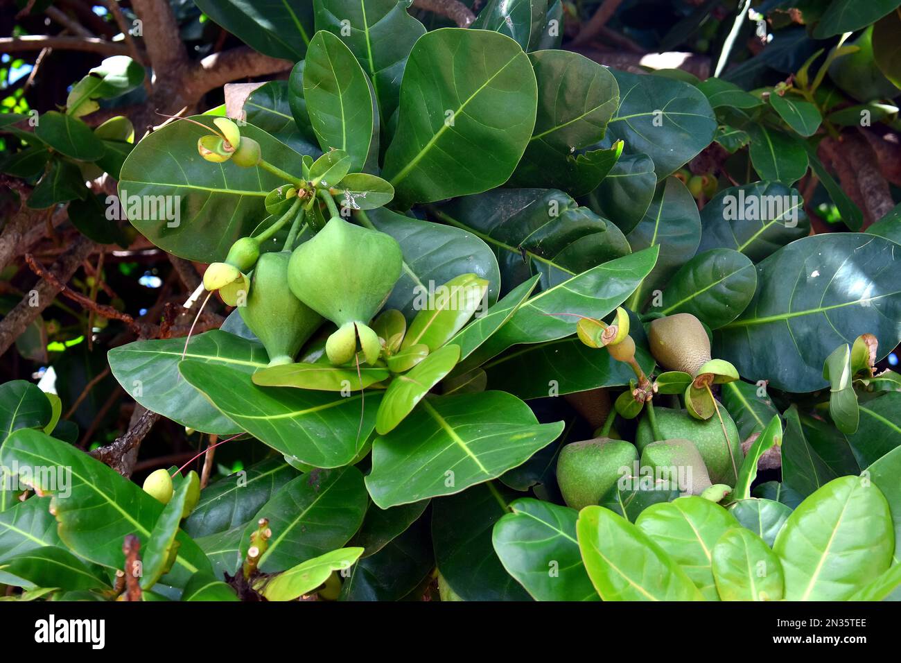 fish poison tree, putat, sea poison tree, Barringtonia, Srí Lanka, Asia ...
