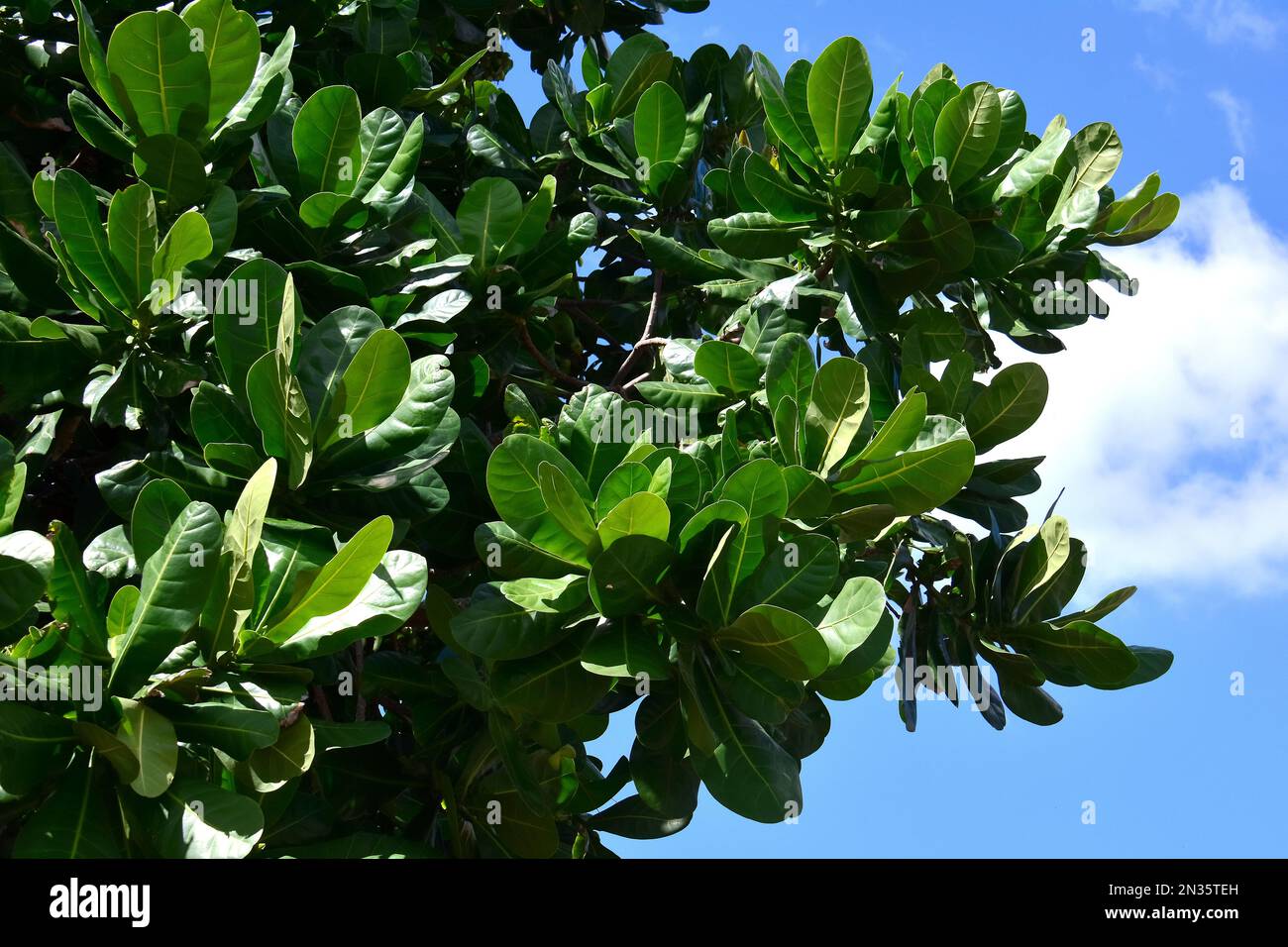 fish poison tree, putat, sea poison tree, Barringtonia, Srí Lanka, Asia ...