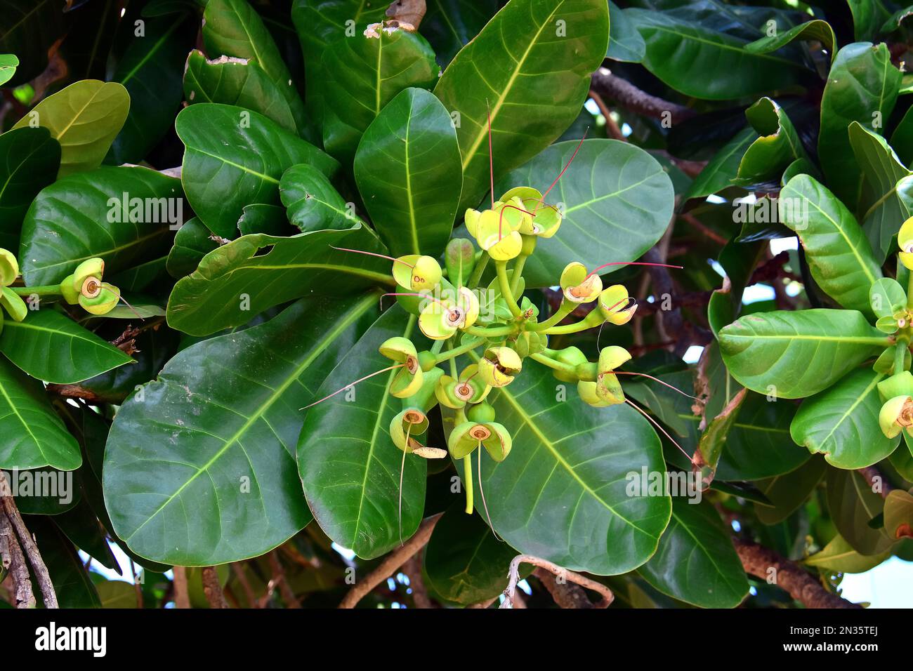 fish poison tree, putat, sea poison tree, Barringtonia, Srí Lanka, Asia ...