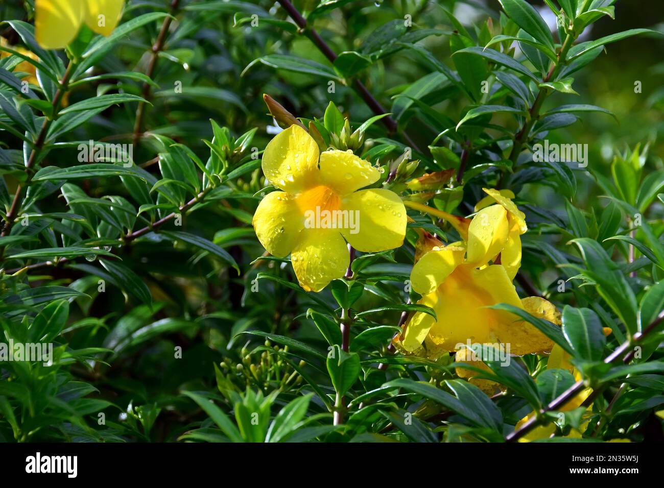 golden trumpet, common trumpetvine, yellow allamanda, Goldtrompete ...