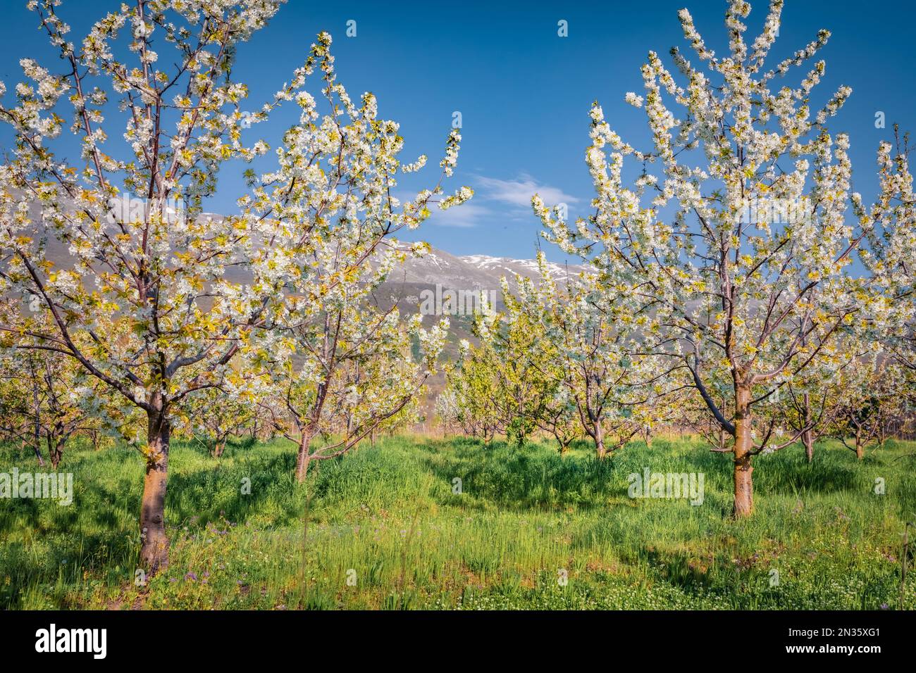 Bright spring scene of apple trees garden. Sunny morning scene of North ...