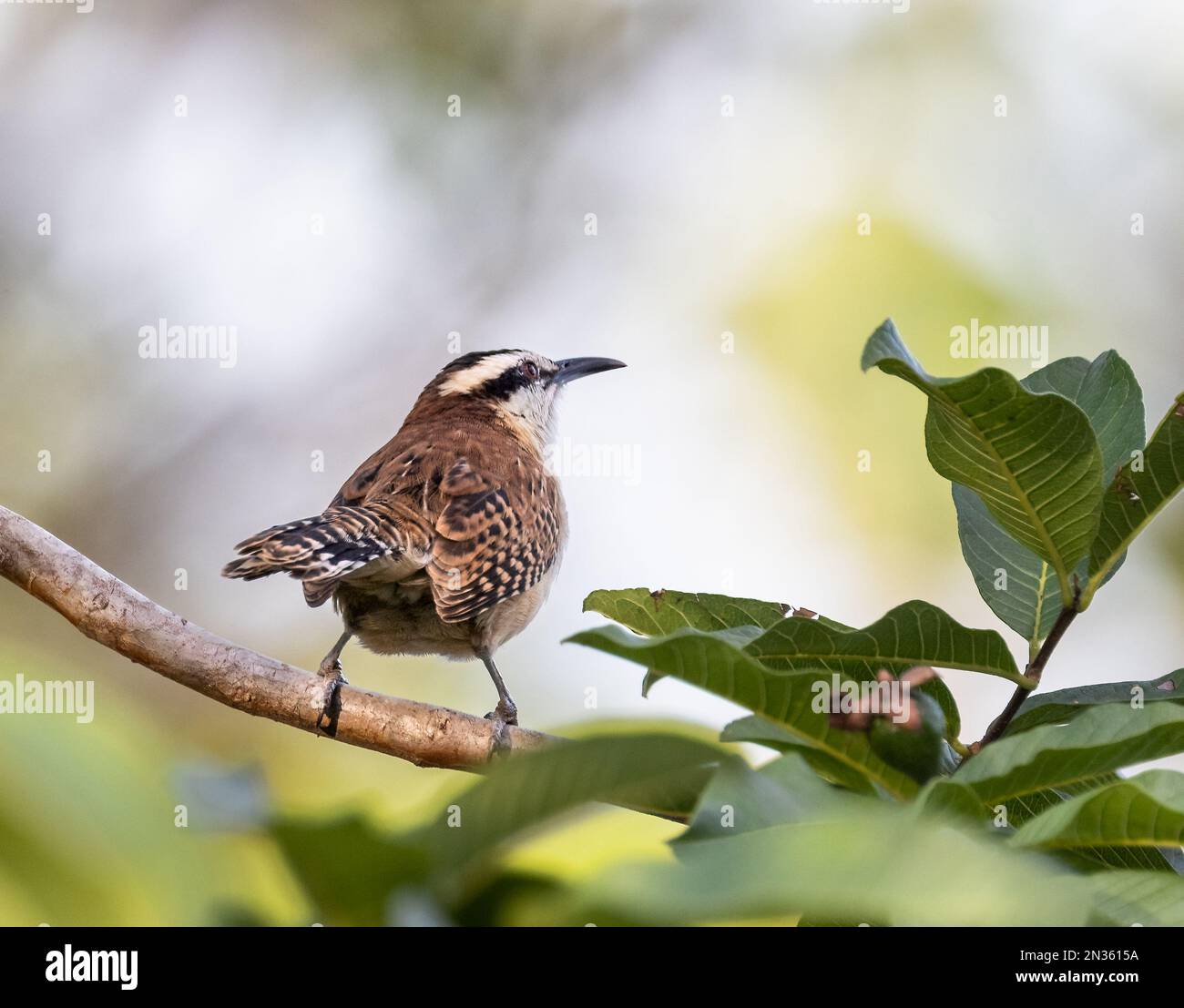 A Rufous-napped Wren on a branch in Tarcoles Costa Rica Stock Photo - Alamy
