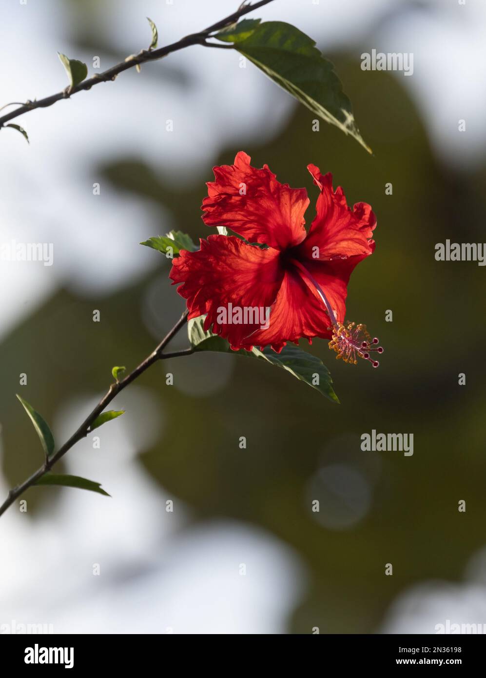 A vivid red hibiscus flower in Costa Rica Stock Photo - Alamy