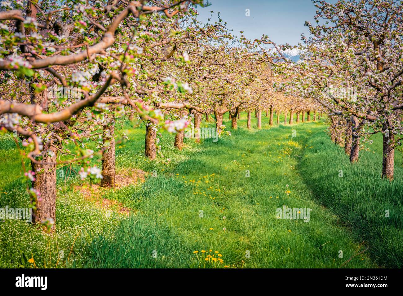 Beautiful spring scenery. Old apple trees garden in the outskirts of ...