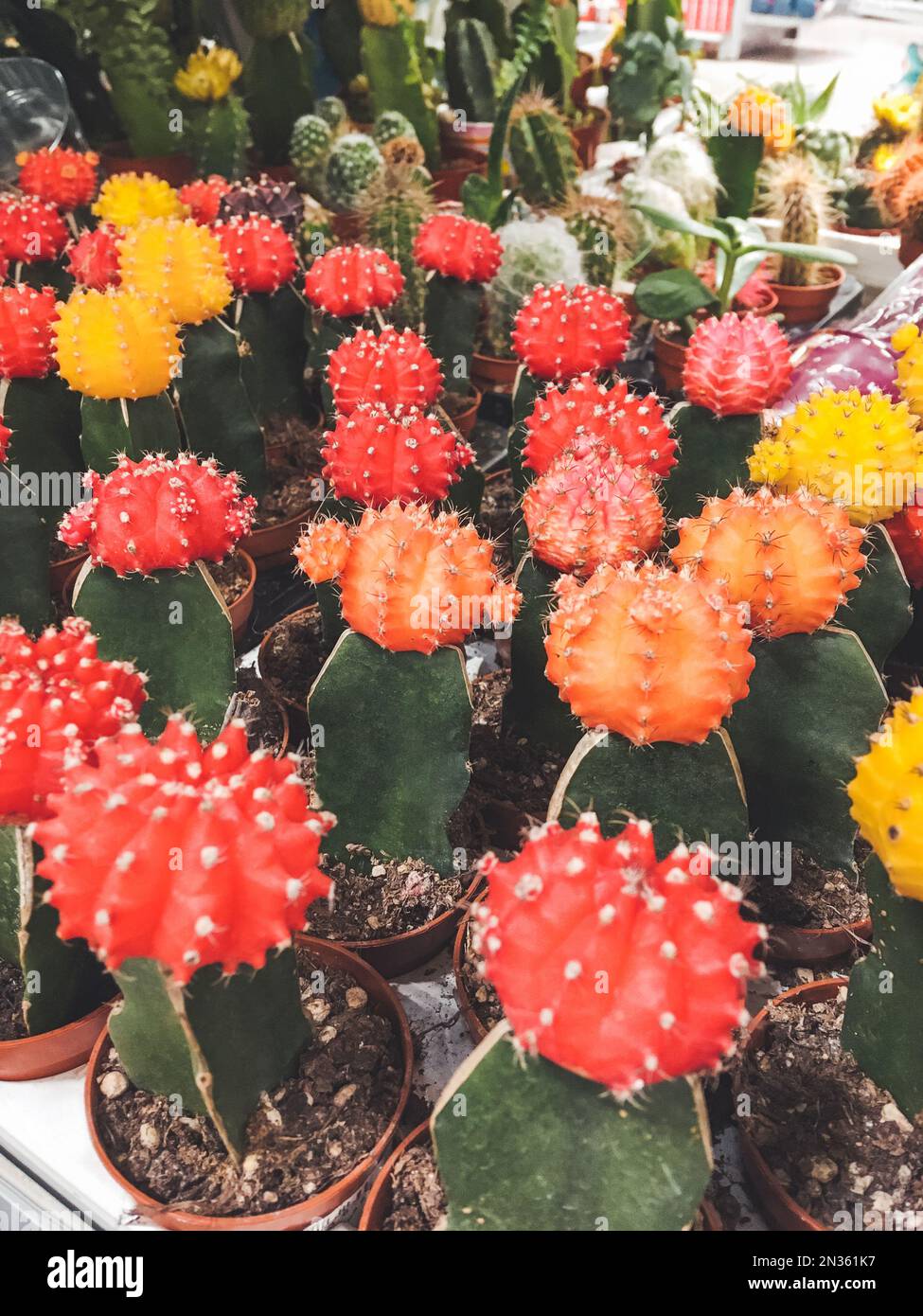 Flower shops hi-res stock photography and images - Alamy