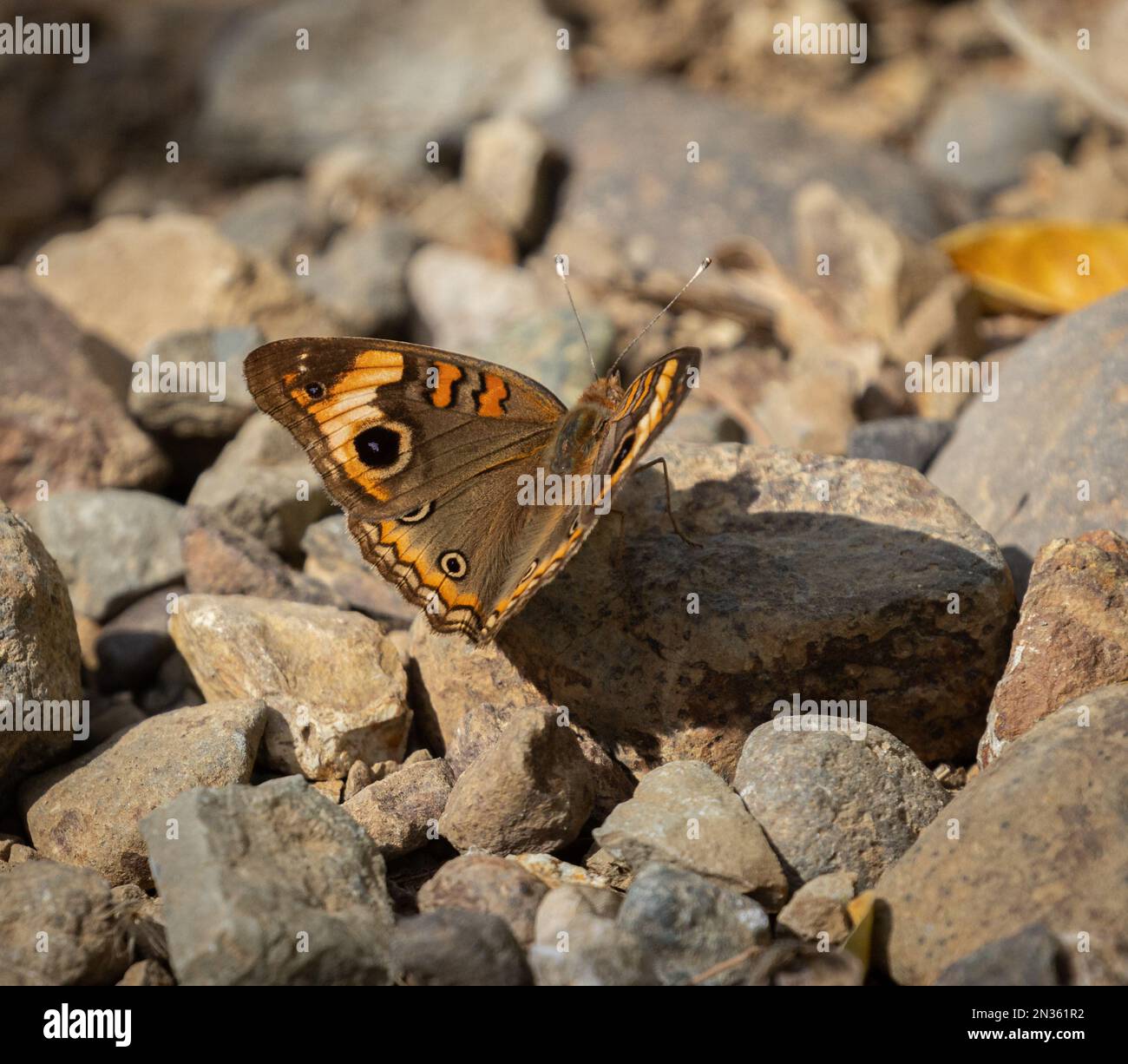 Tropical Buckeye Butterfly