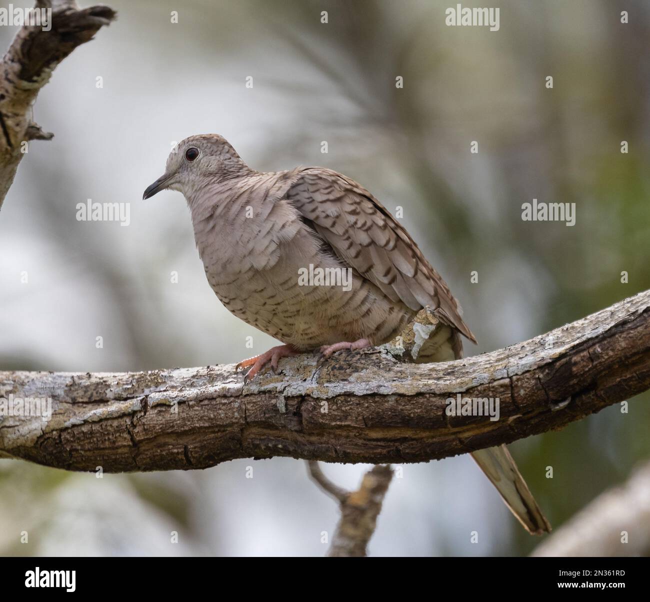 Inca columbina hi-res stock photography and images - Alamy
